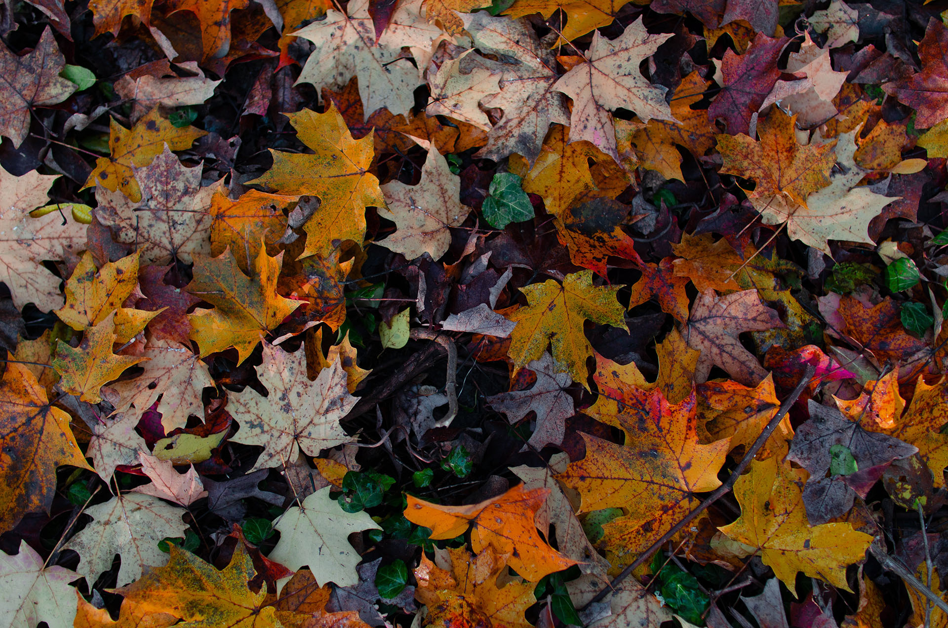 Contact - Old Dominion Brush Company